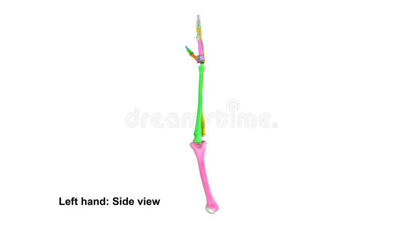 Left Hand Side view stock photo. Image of palmar, posterior - 82868822