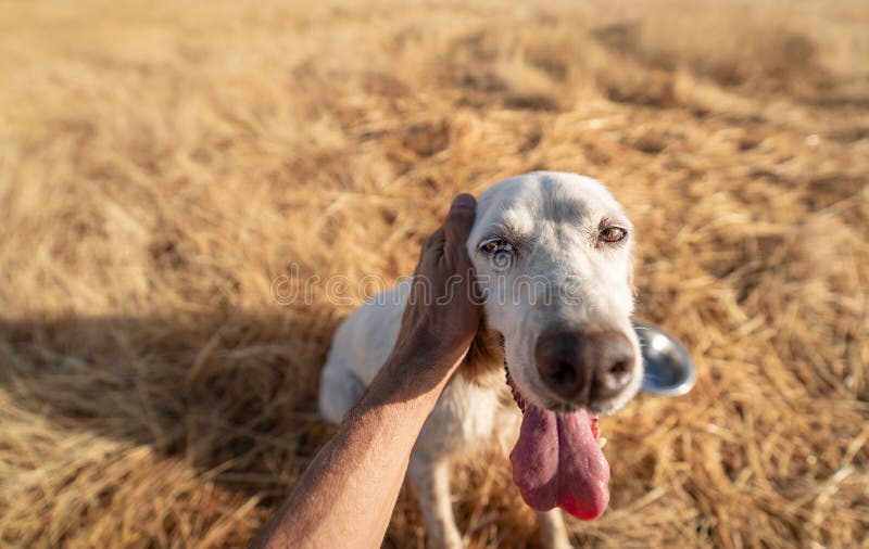 Left Hand Stroking Pointer Pedigree Dog Head Stock Image - Image of ...