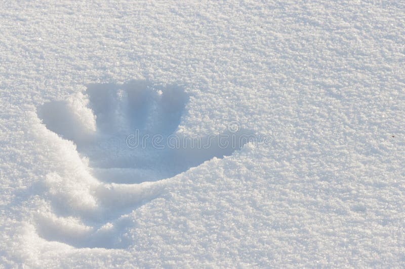 Left Human Handprint in Fresh White Snow Surface Stock Photo - Image of ...