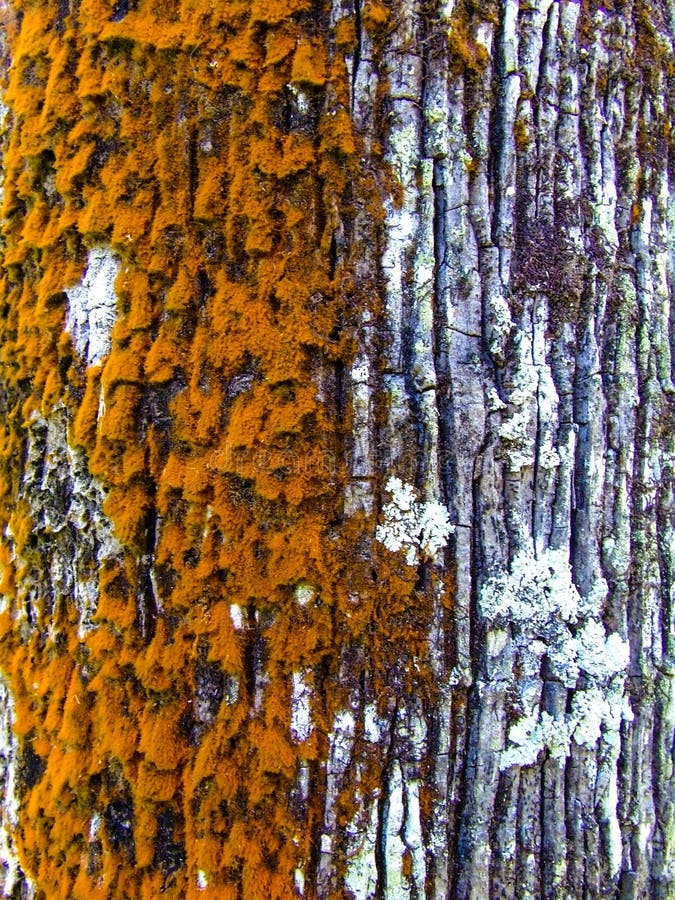 Left Orange, Right White Colored Isolation Tree Trunk Stock Photo ...