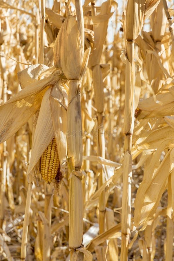 Left Over Corn Still on the Vine Stock Image - Image of corn, farm ...