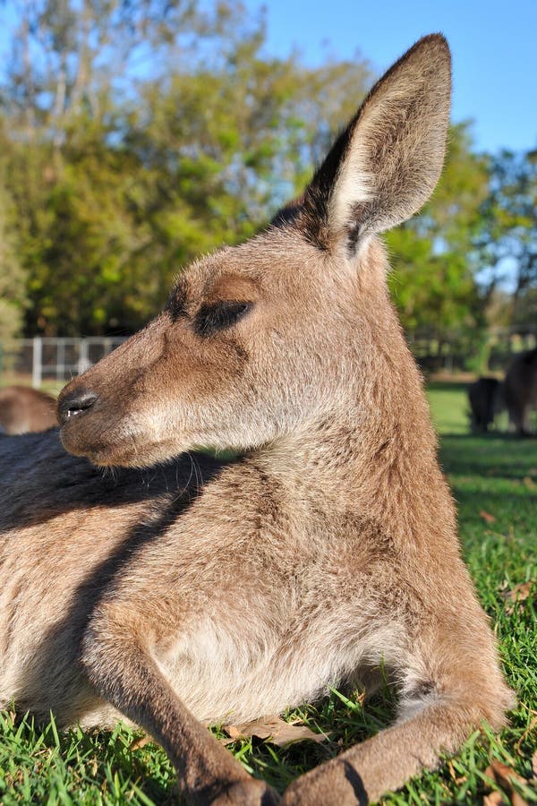 A Resting Kangaroo on the Grass Stock Photo - Image of australia, brown ...