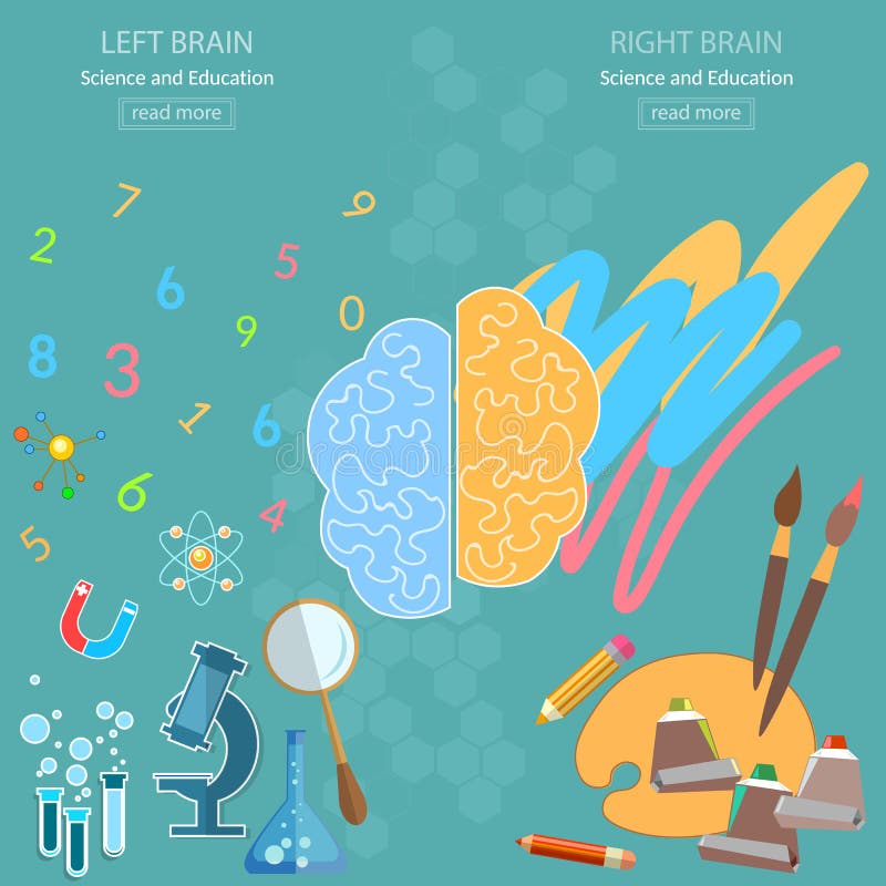 Left and Right Brain Analytical and Creativity Back To School Stock ...