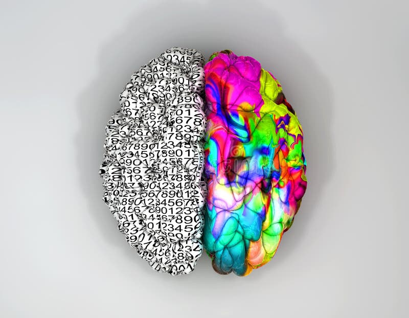 Left Brain & Right Brain Stock Photo - Image of precise, comparison ...