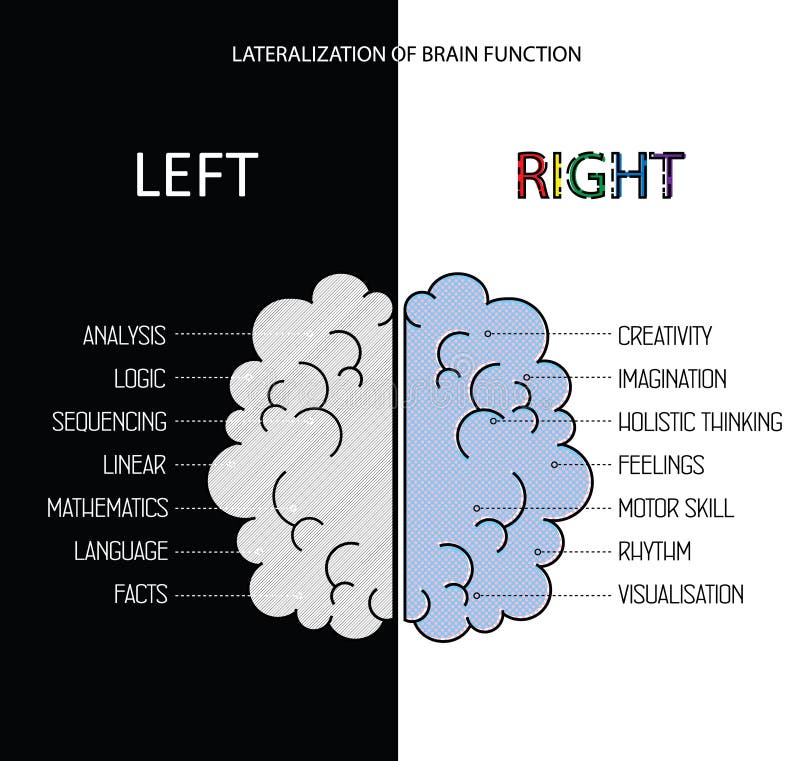Left Right Brain Function Stock Illustrations – 563 Left Right Brain ... Left Right Brain Function Stock Illustrations – 563 Left Right Brain ...