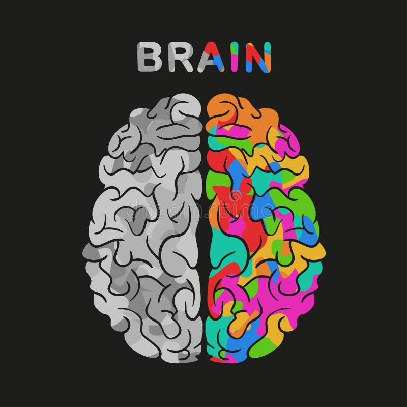 Left and Right Brain Hemisphere. Vector Concept Illustration. Stock ...