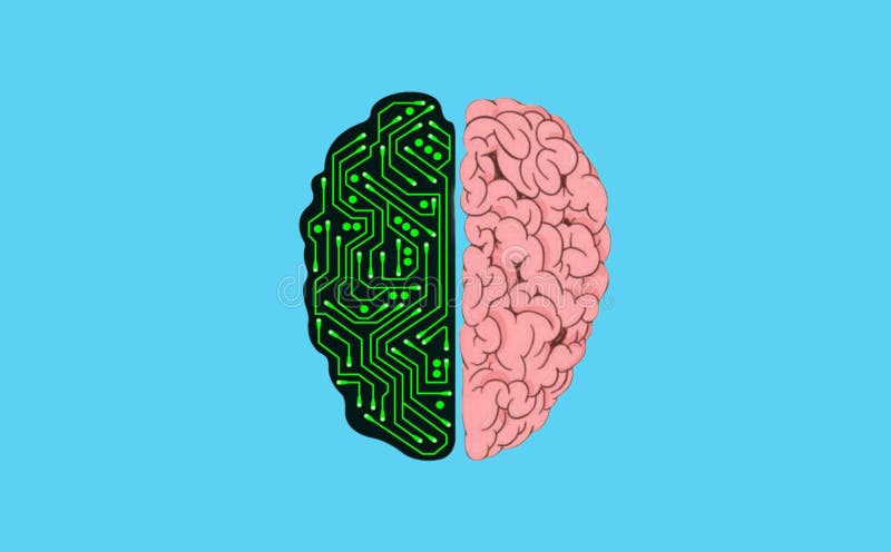 Left and Right Hemispheres of the Human Brain Stock Illustration ...