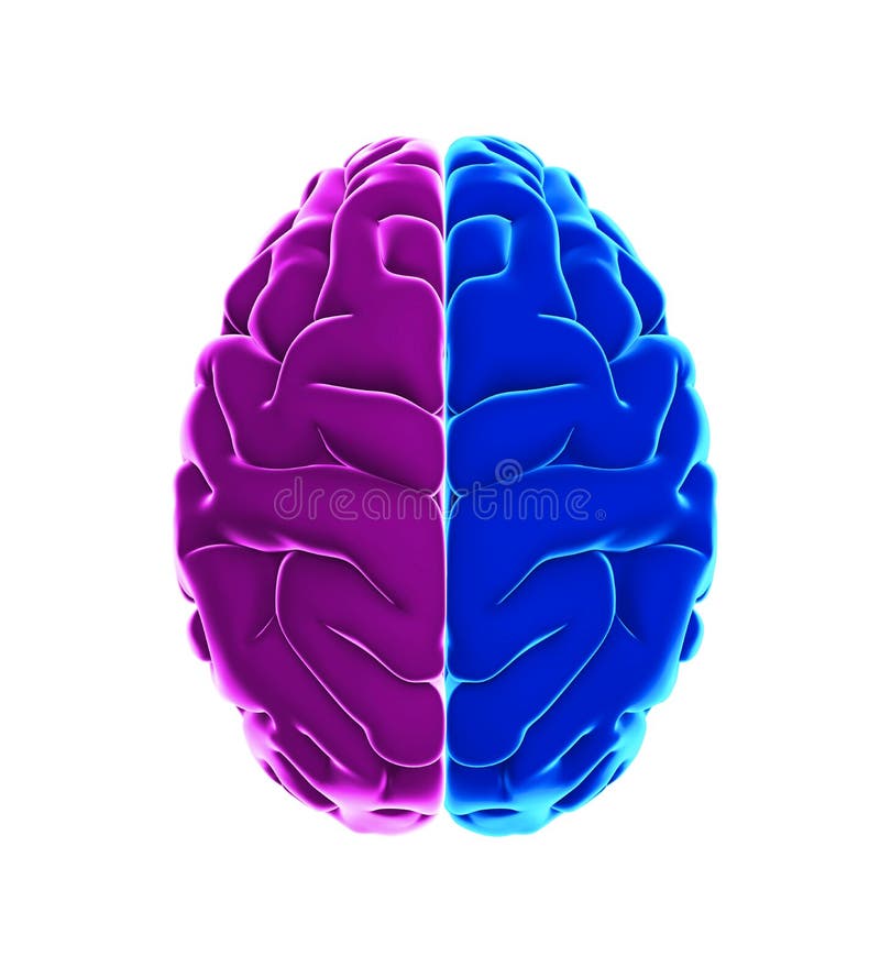 Left and Right Human Brain stock illustration. Illustration of creative ...