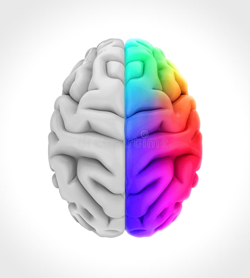 Left and Right Human Brain stock illustration. Illustration of isolated ...