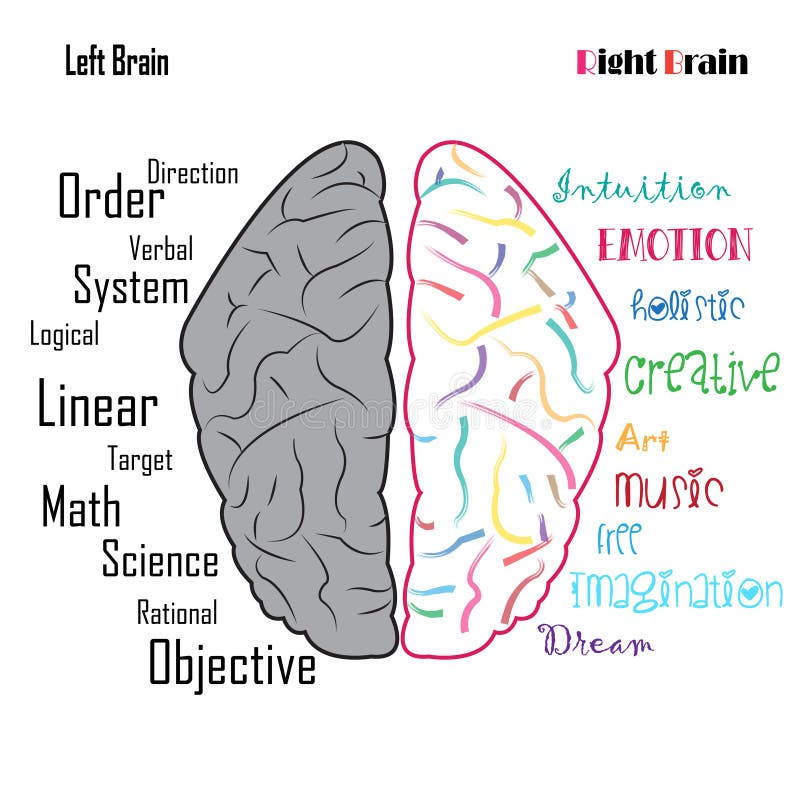 Left Right Human Brain Functions Stock Vector - Illustration of ... Left Right Human Brain Functions Stock Vector - Illustration of ...