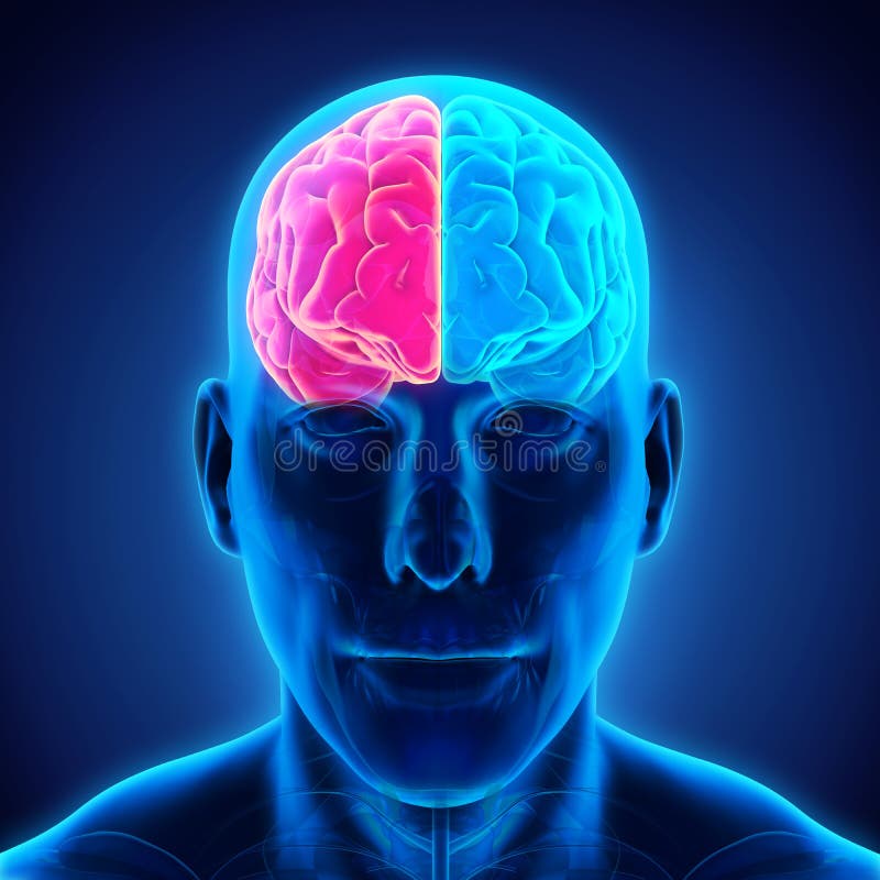 Left and Right Human Brain stock illustration. Illustration of brain ...
