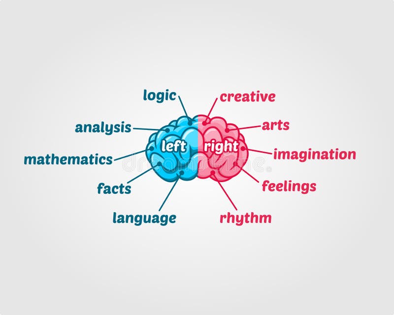 Left and Right Human Brain stock vector. Illustration of intelligence ...