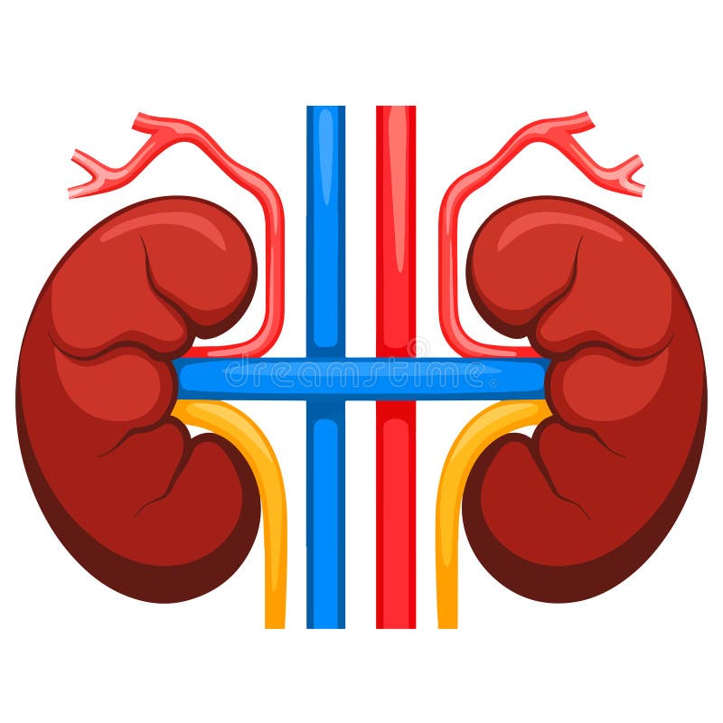Left and Right Kidneys, Human Internal Organs. Urinary and Endocrine ...
