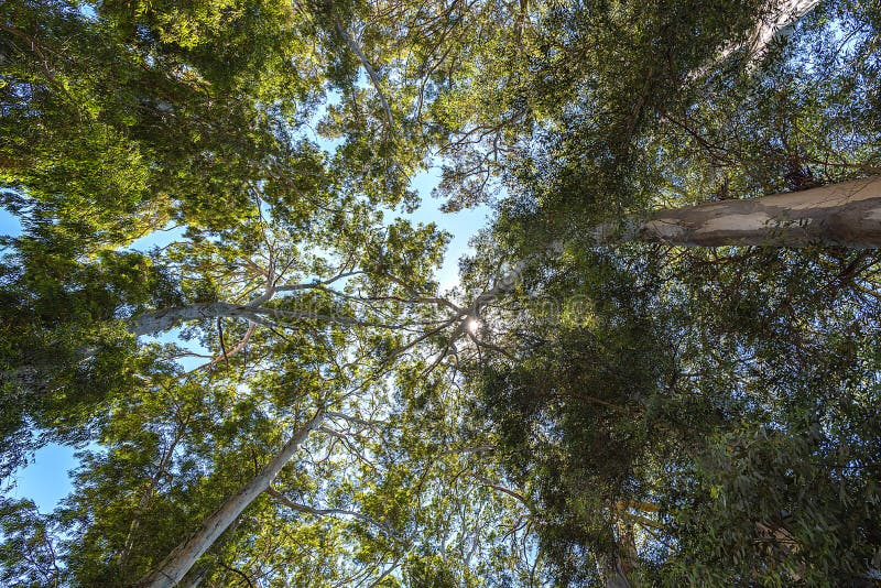 The Left and Right of the Road are Covered with Very Large Trees Stock ...