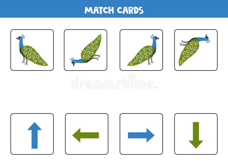 Left, Right, Up or Down. Spatial Orientation with Cute Peacock. Stock ...