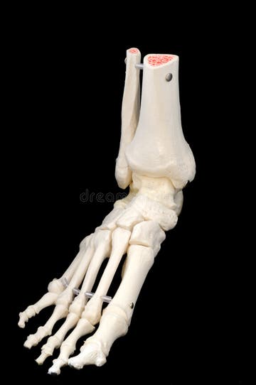 Left Side Front View of Foot Skeleton Stock Photo - Image of health ...