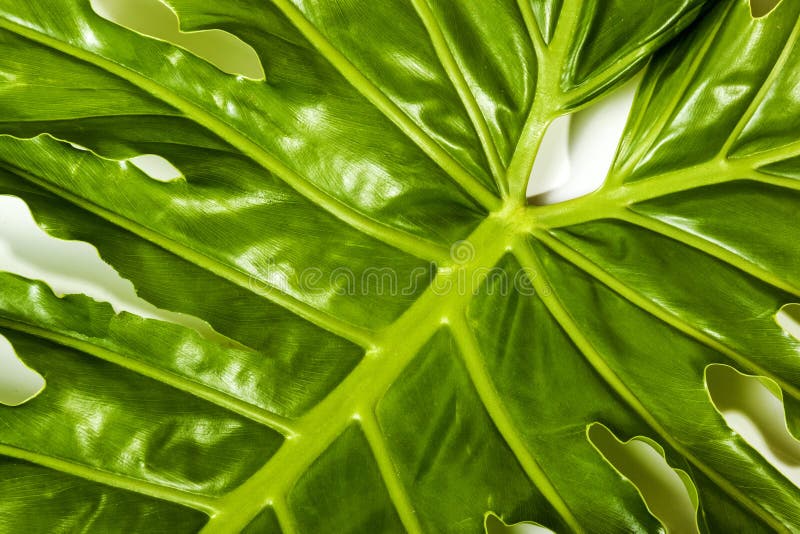 Left Side View of Details of Philodendron Plant Leaf Stock Image ...