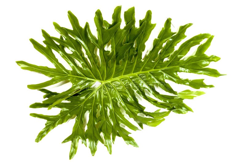 Left Side View of Green Leaf Patterns and Textures Stock Photo - Image ...