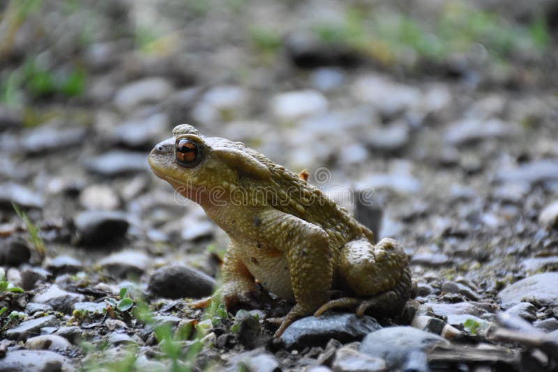 Left Side View of a Male Toad Looking Out Over a Stone Path. Stock ...
