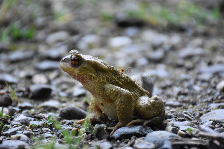 Left Side View of a Male Toad Looking Out Over a Stone Path. Stock ...