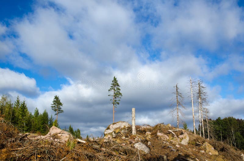 Left Standing Trees in a Clear Cut Area Stock Image - Image of nature ...
