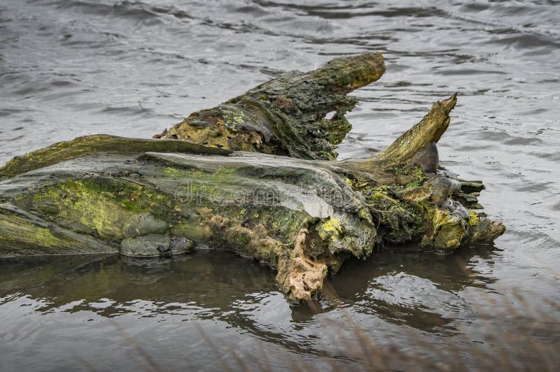 Left to rot and die stock image. Image of macro, wood - 272978445