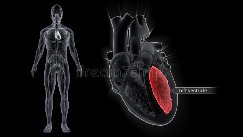 Left Ventricle in the Heart with Human Body Stock Illustration ...