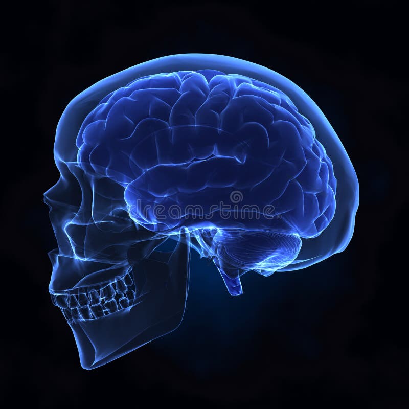 Left View of Human Skull and Brain Stock Image - Image of anatomy ...