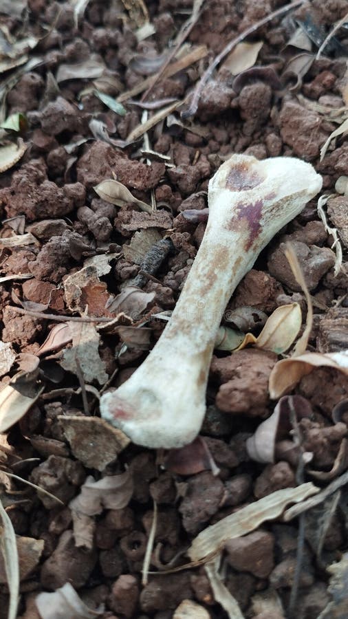 Leftover Chicken Bones from Wasted Food from Many Enthusiasts? Stock ...