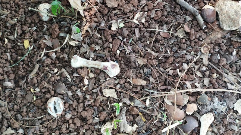 Leftover Chicken Bones from Wasted Food from Many Enthusiasts? Stock ...