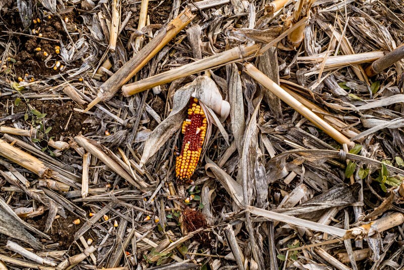 Waste corn cobs burning stock image. Image of field - 253759109
