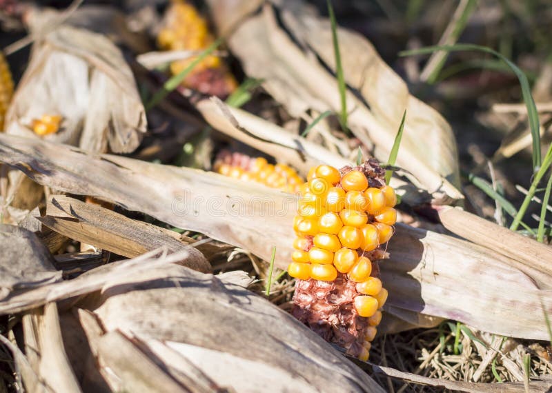 Leftover corn cobs stock photo. Image of threshing, fresh - 64822148