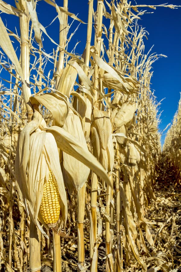 Leftover Corn Still in the Field Winter Stock Photo - Image of stalk ...