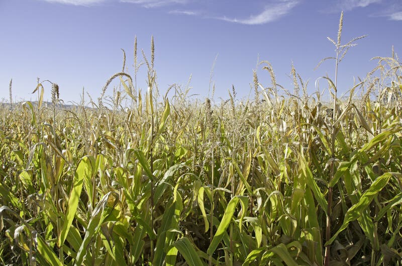 Leftover Cornfield with Sunlight and Wispy Clouds Stock Image - Image ...