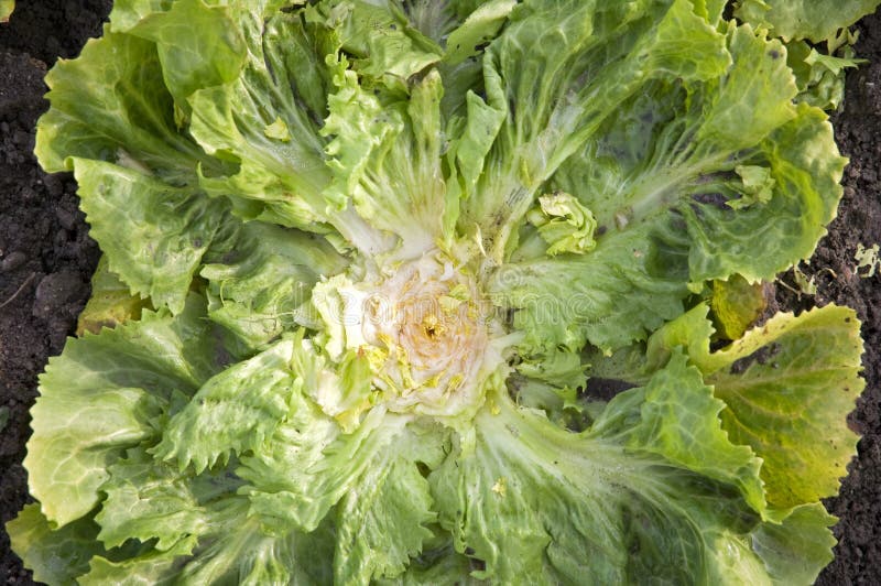 Leftover of an endive stock image. Image of green, vegetable - 17260147
