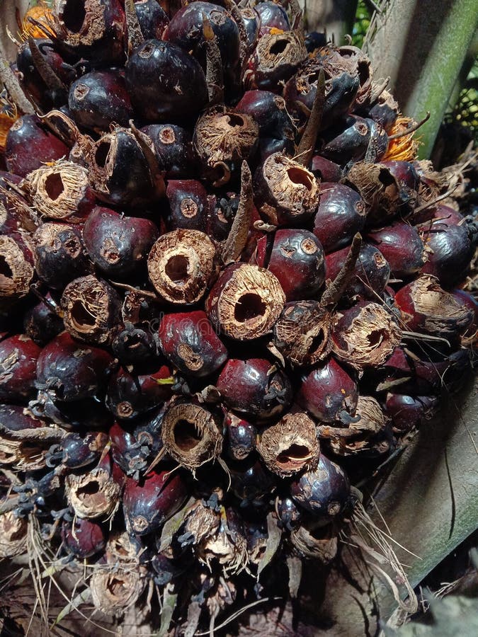 Leftover Oil Palm Fruit Eaten by Squirrels in Nature Stock Photo ...