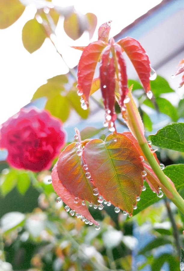 Leftover Rainwater in the Morning Stock Photo - Image of beautiful ...