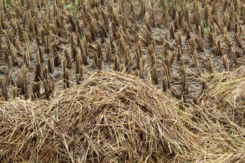 The Leftover of Rice Paddy, Using for Compost Stock Image - Image of ...