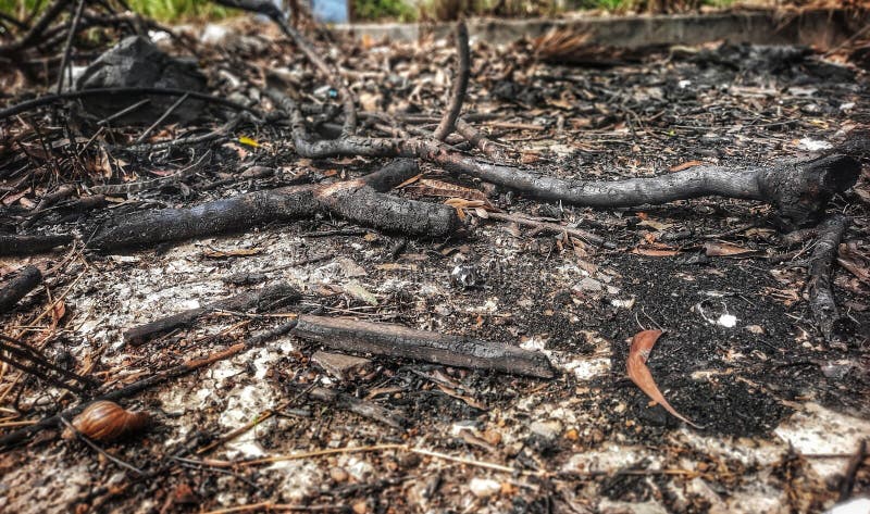 Leftover wood from fire stock image. Image of tree, black - 360921541