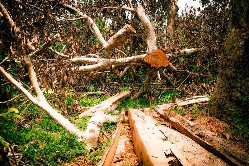 Illegal felling of trees stock image. Image of sunlight - 287587243