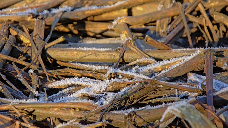 Leftovers from Broken Reed with Ice in Sunlight Stock Image - Image of ...