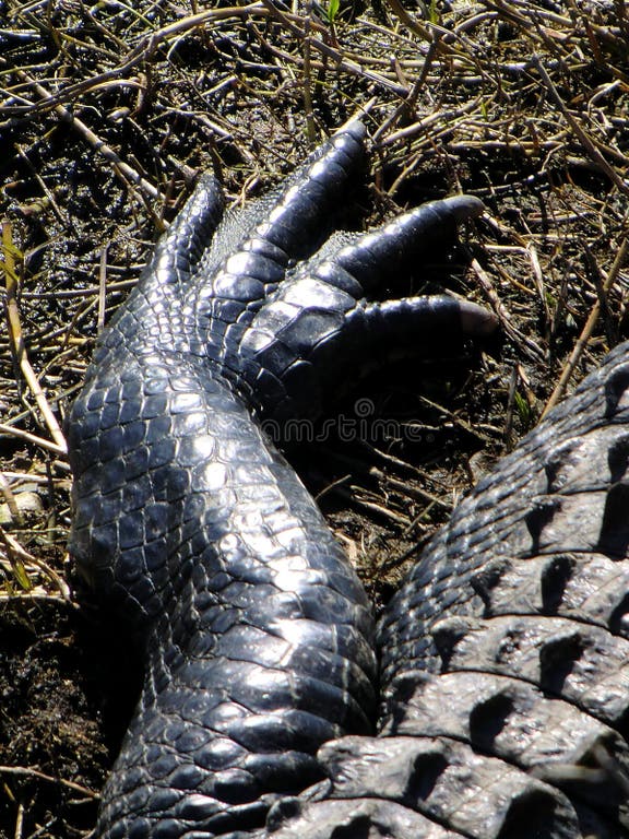 American Alligator Foot Stock Photos - Free & Royalty-Free Stock Photos ...