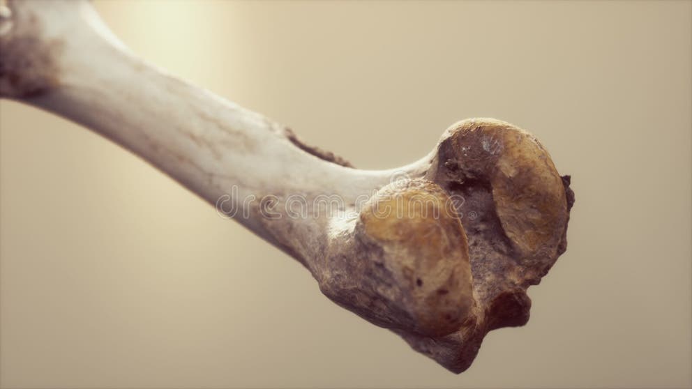The Leg Bone of an Big Animal Stock Image - Image of human, decay ...