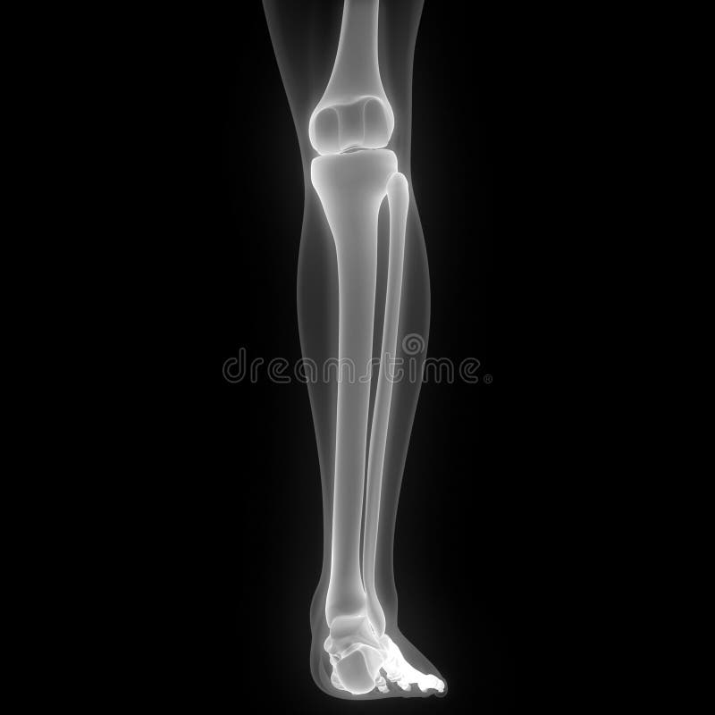 Leg Bone Joints of Human Skeleton System Anatomy X-ray 3D Rendering ...