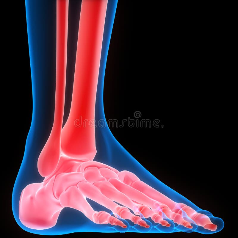 Leg Bone Joints of Human Skeleton System Anatomy X-ray 3D Rendering ...