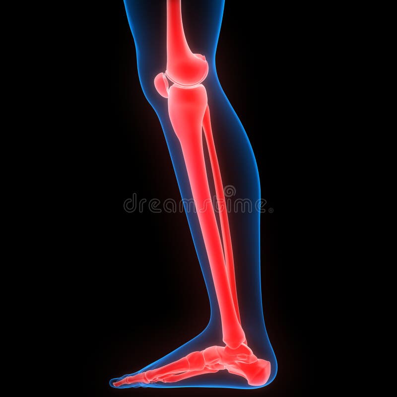 Leg Bone Joints of Human Skeleton System Anatomy X-ray 3D Rendering ...