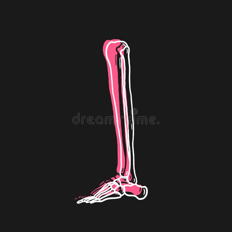 Leg Bone Skeleton Vector Illustration Stock Vector - Illustration of ...