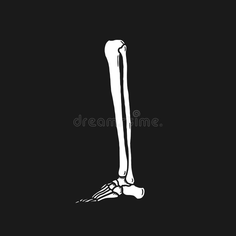 Leg Bone Skeleton Vector Illustration Stock Vector - Illustration of ...