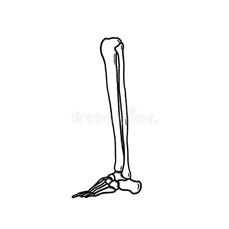 Leg Bone Skeleton Vector Illustration Stock Vector - Illustration of ...