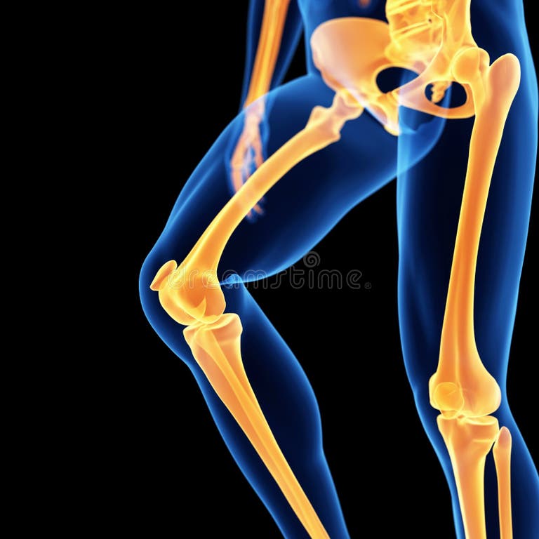Leg Bones Stock Illustrations – 6,713 Leg Bones Stock Illustrations ...